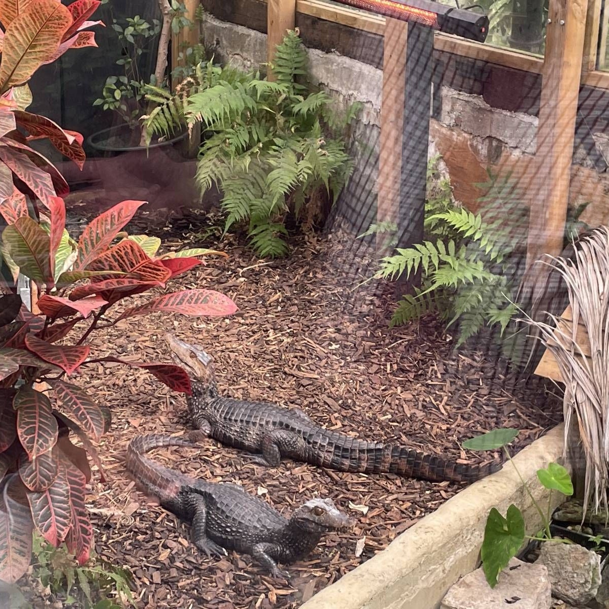 Keep Hatch Primary School - Year 2 visit to the Living Rainforest